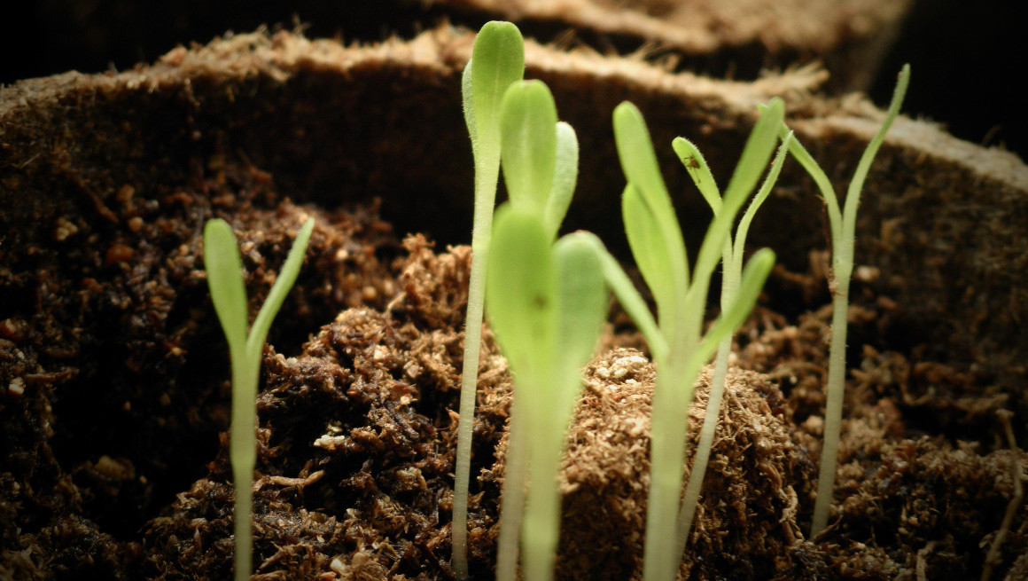 Green and Growing – Where the Wind…