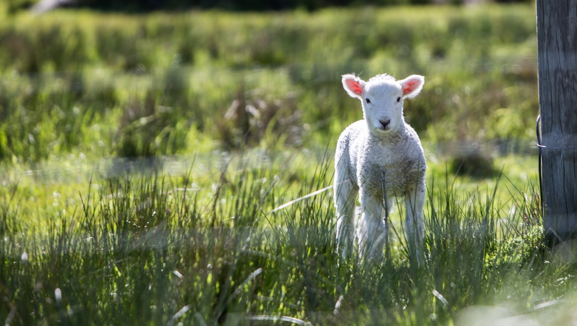 The Found Sheep – Where the Wind…