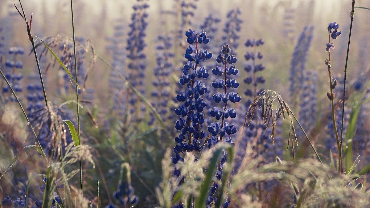 Scattering Seeds – Where the Wind…